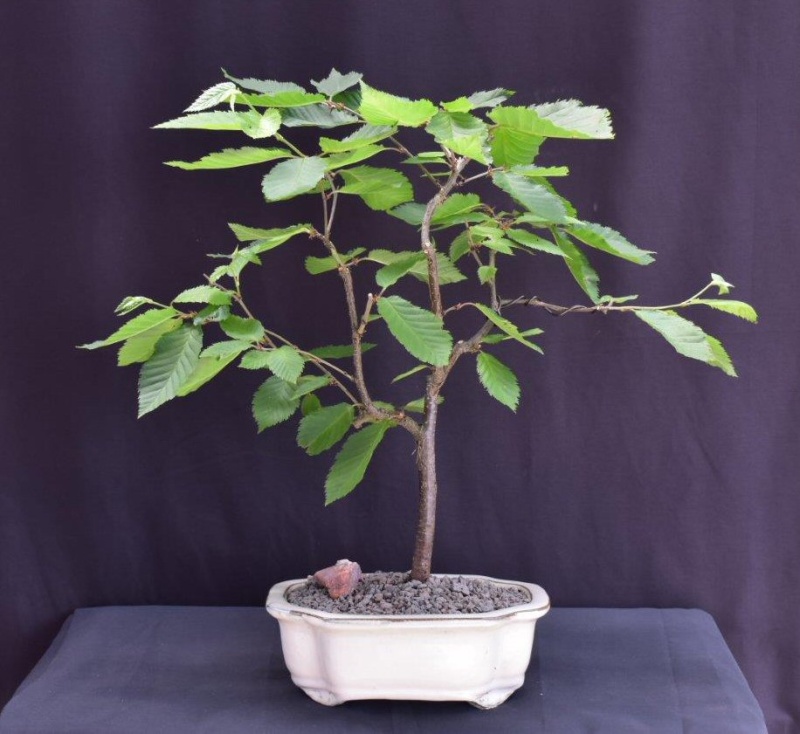 Buy Yellow Birch Bonsai Tree Online - Betula Alleghaniensis