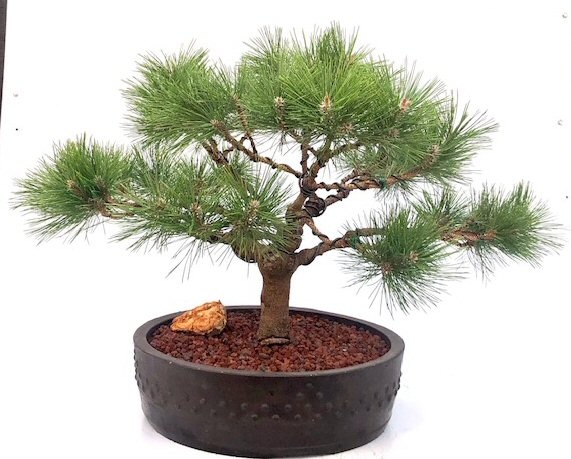 Japanese Red Pine Bonsai Tree Pinus Densiflora Low Glow Outdoor ...
