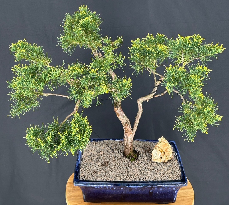 Golden Chinese Juniper Bonsai Tree (Juniperus Pfitzeriana 'Old Gold')