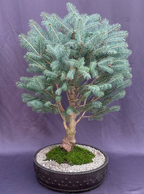 Buy Colorado Blue Spruce Bonsai Tree Online - Picea Pungens 'Globosa'