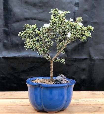 Flowering Mount Fuji Serissa Bonsai Tree - Small (Serissa Foetida)