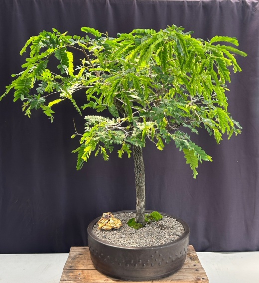 Buy Flowering Tamarind Bonsai Tree Online - Tamarindus Indica