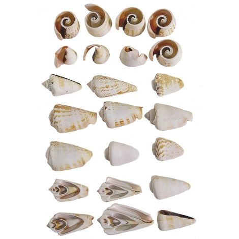 Strawberry Conch Multi Cut Shell 1-2" (Kilo)
