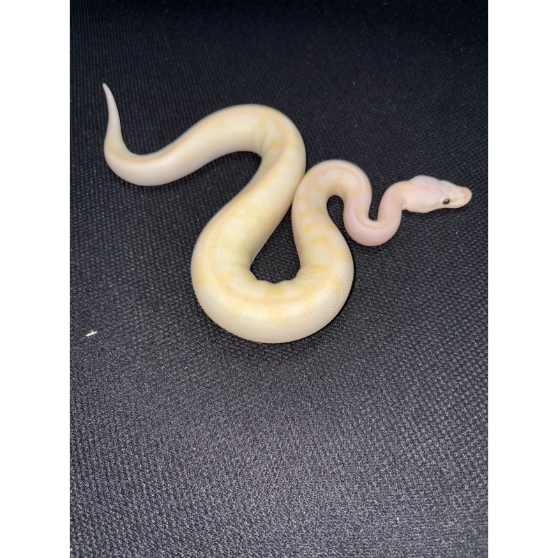 Ball Python (Banana Champagne Enchi Pastel)
