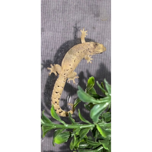 Mourning Gecko (Adult) (Lepidodactylus Lugubris)