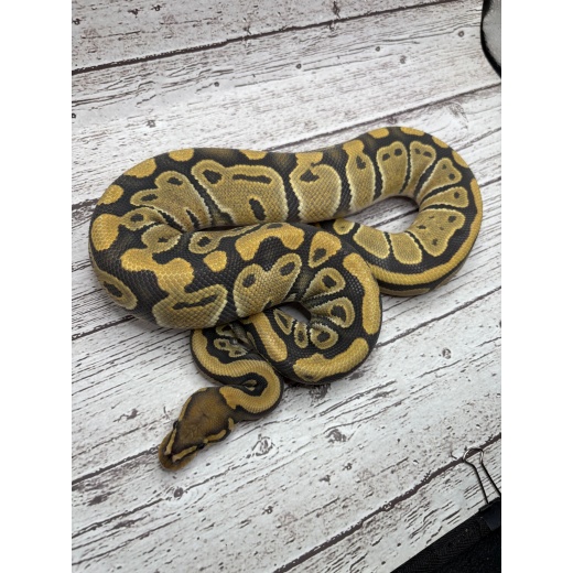 Ball Python (Ghost/Hypo)