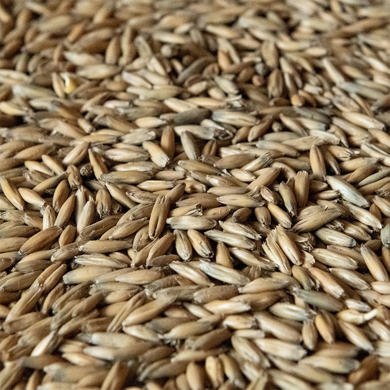 Malted Oats | Rahr Malting