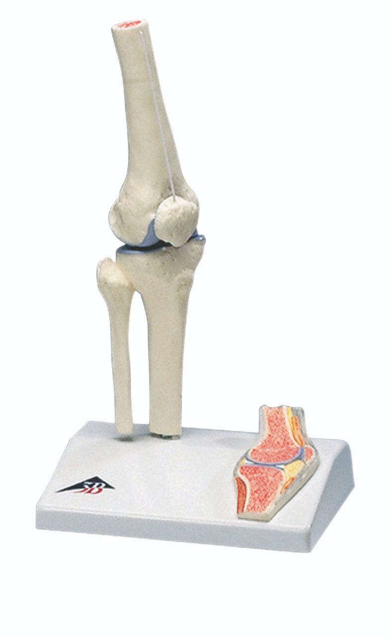 Mini Knee Joint Anatomical Model - Bone Cross Section With 3B Smart Anatomy
