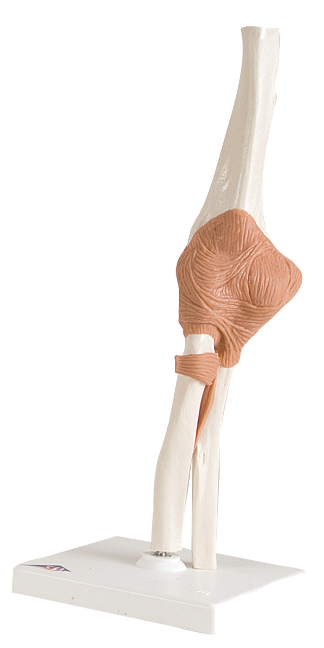 Functional Elbow Joint Model With 3B Smart Anatomy