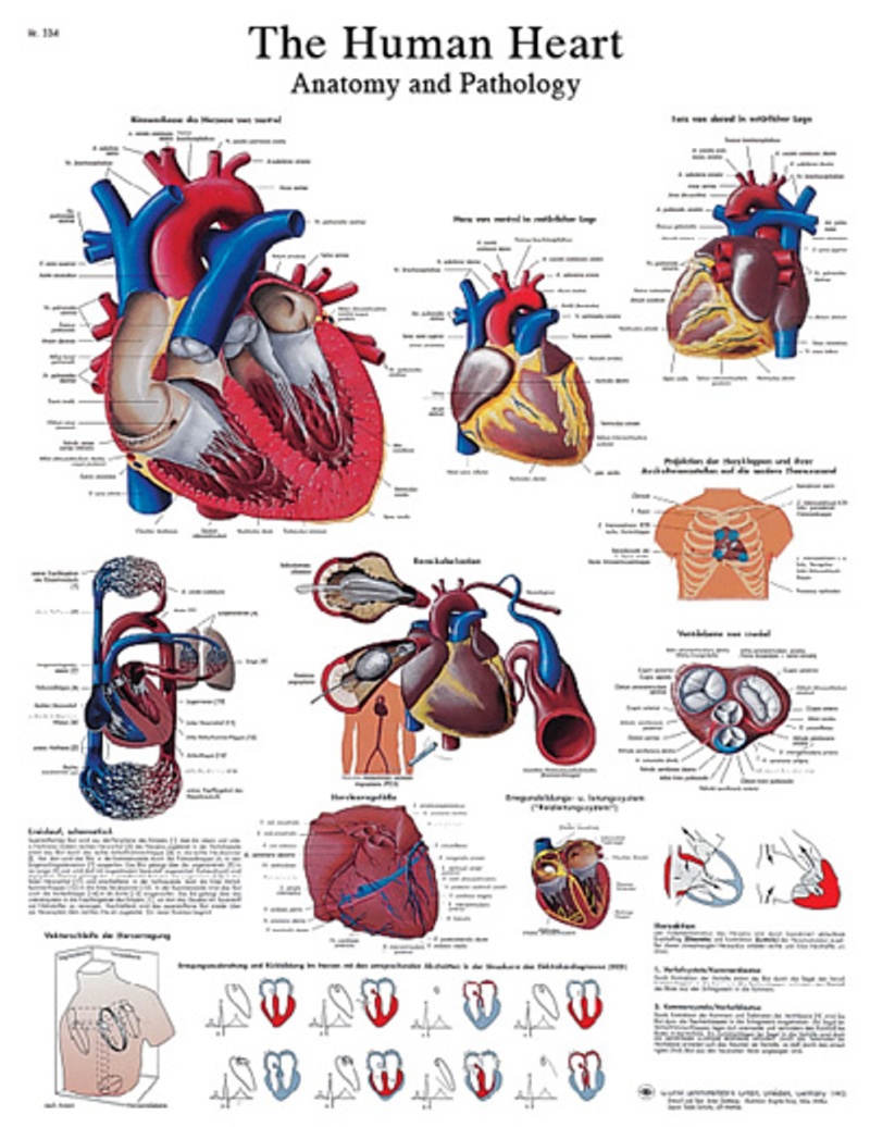 Anatomical Chart - The Heart Chart, Paper