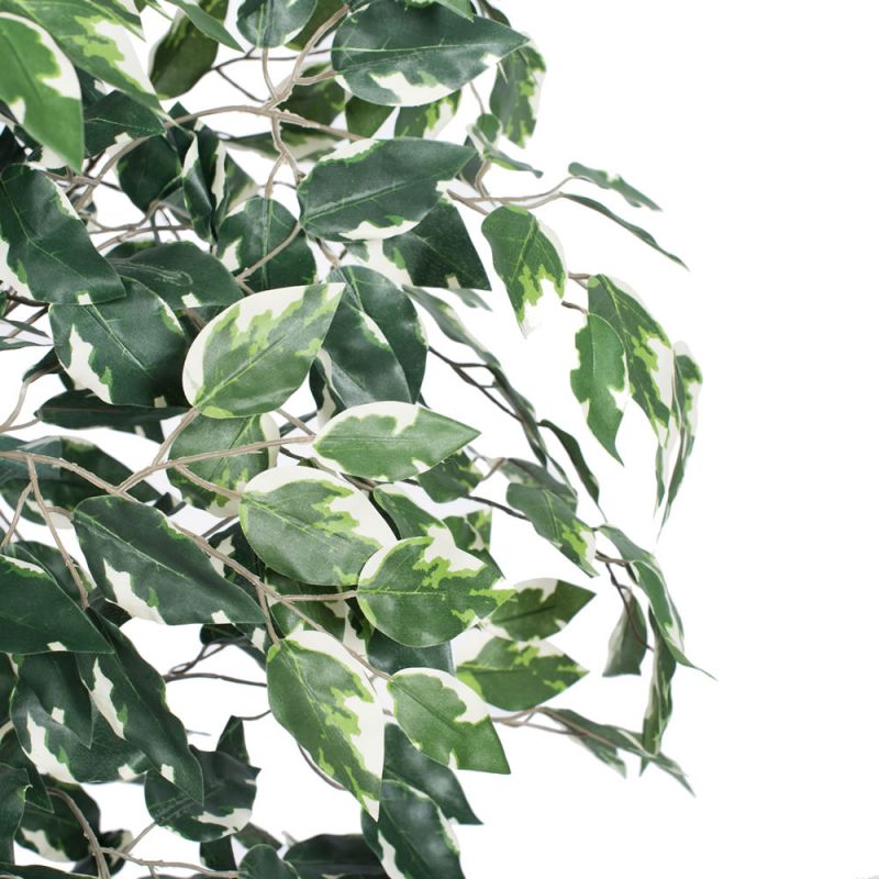 6' Variegated Ficus Tree