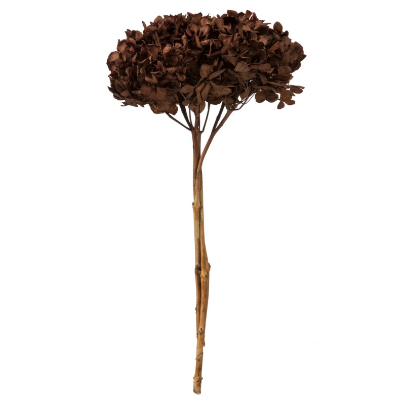 Buy 15" Brown Hydrangea Stem Online | Beautiful Natural Addition